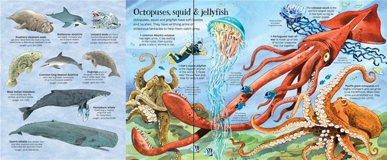 Big book of sea creatures, anglická kniha