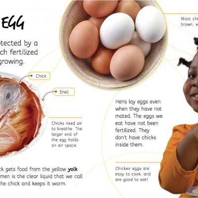 kniha Egg to Chicken, anglická kniha